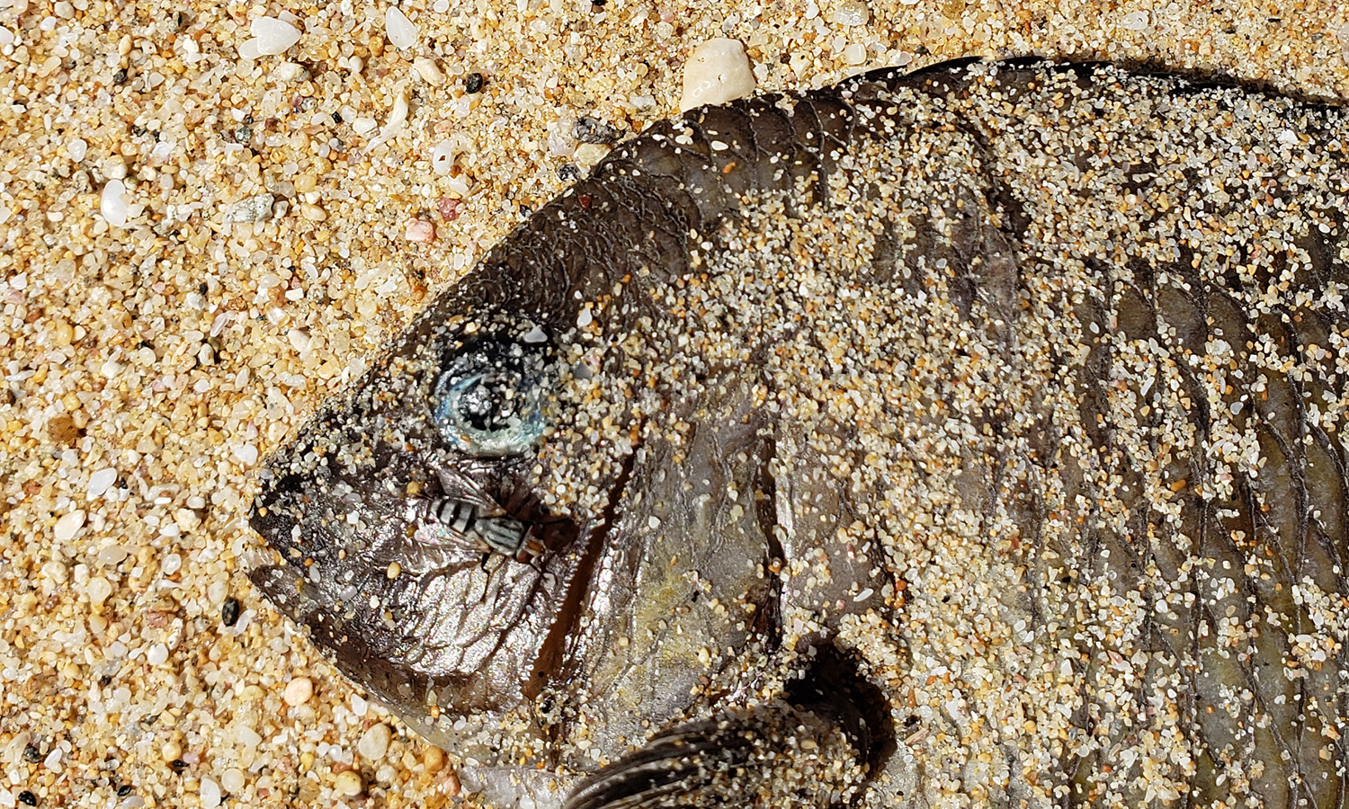 Found: Sacred Fish – Humanitou